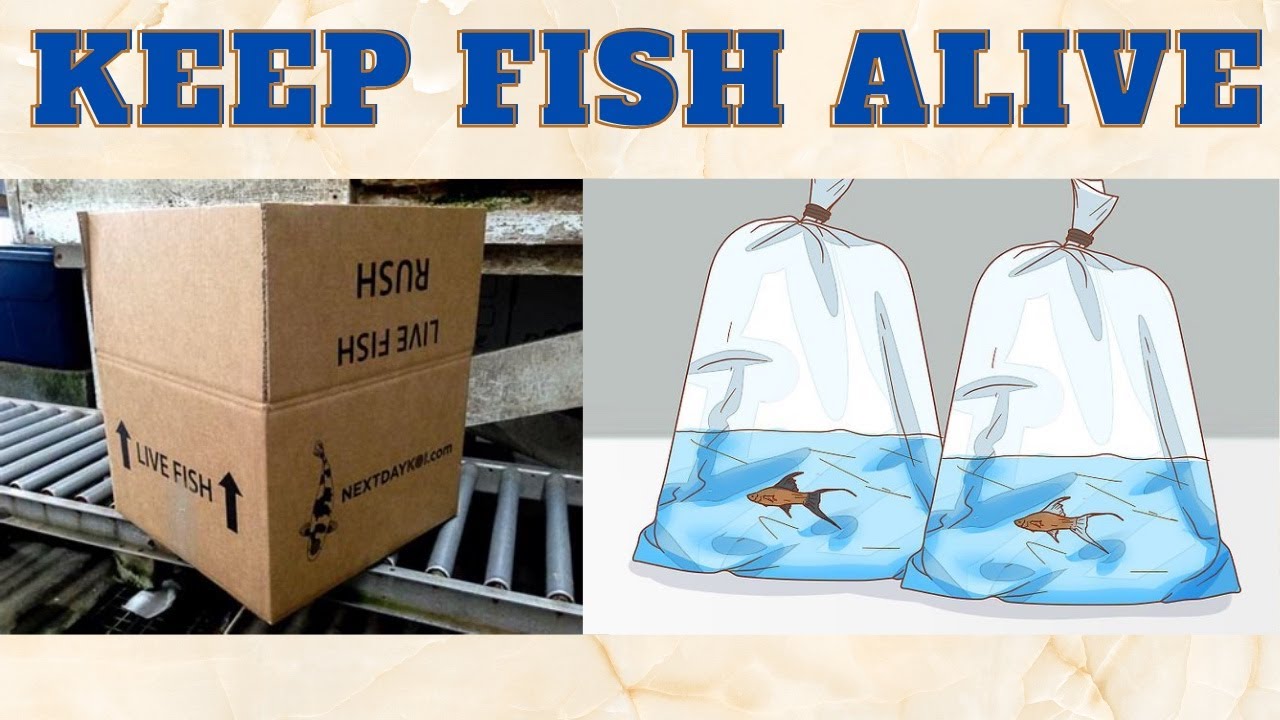 Boxing and Shipping Fish - YouTube