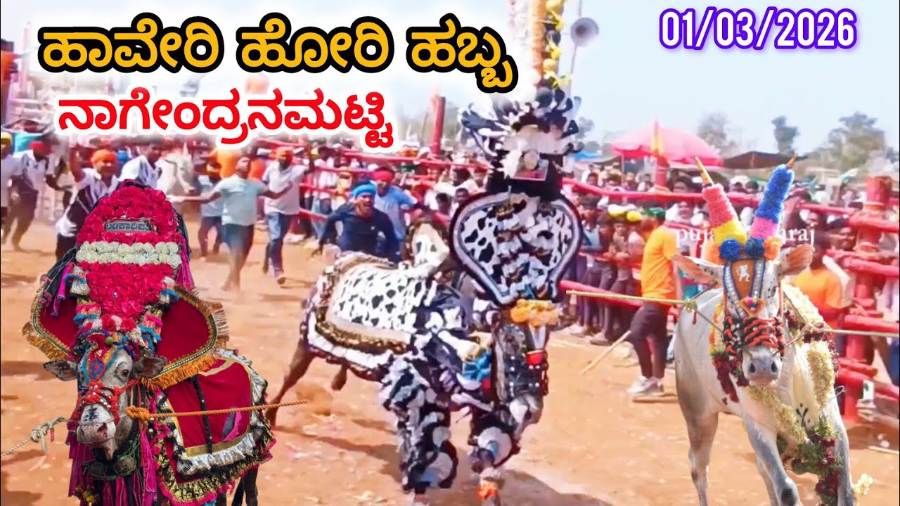 ಹಾವೇರಿ ನಾಗೇಂದ್ರನಮಟ್ಟಿ ಹೋರಿ ಹಬ್ಬ ‼️||𝗛𝗮𝘃𝗲𝗿𝗶 𝗛𝗼𝗿𝗶 𝗛𝗮𝗯𝗯𝗮 ||𝗕𝘂𝗹𝗹𝘀 𝗥𝗮𝗰𝗲 ...