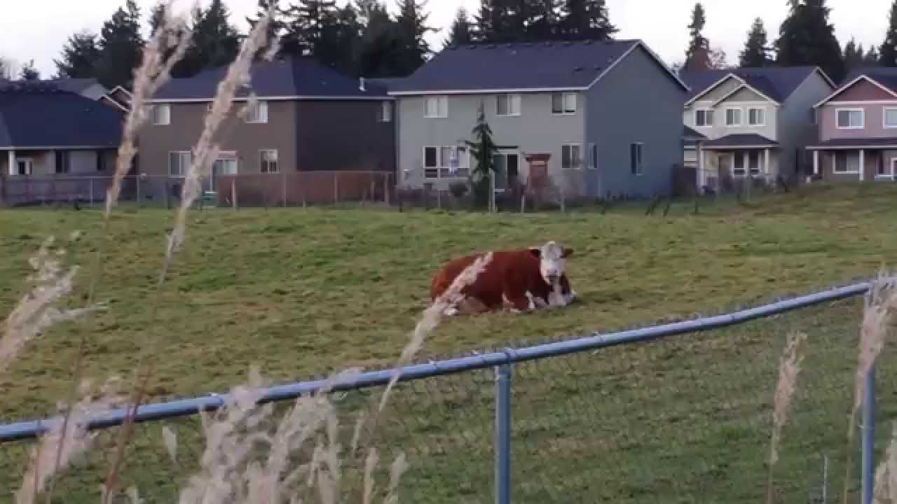 National Geographic COWS - YouTube