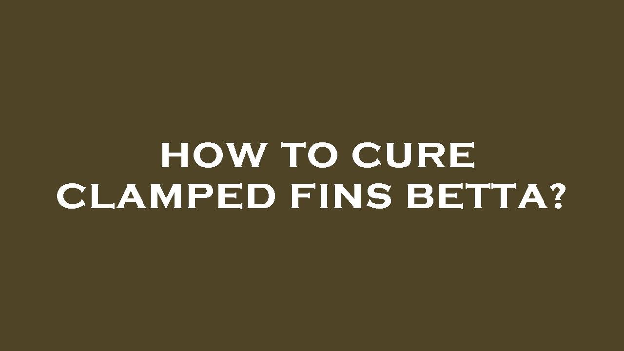 How to cure clamped fins betta? - YouTube
