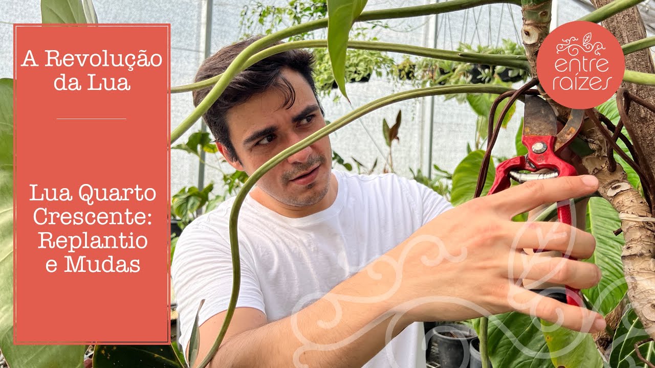 As fases da Lua - Quarto Crescente: Bom para Plantio e Replantio - YouTube