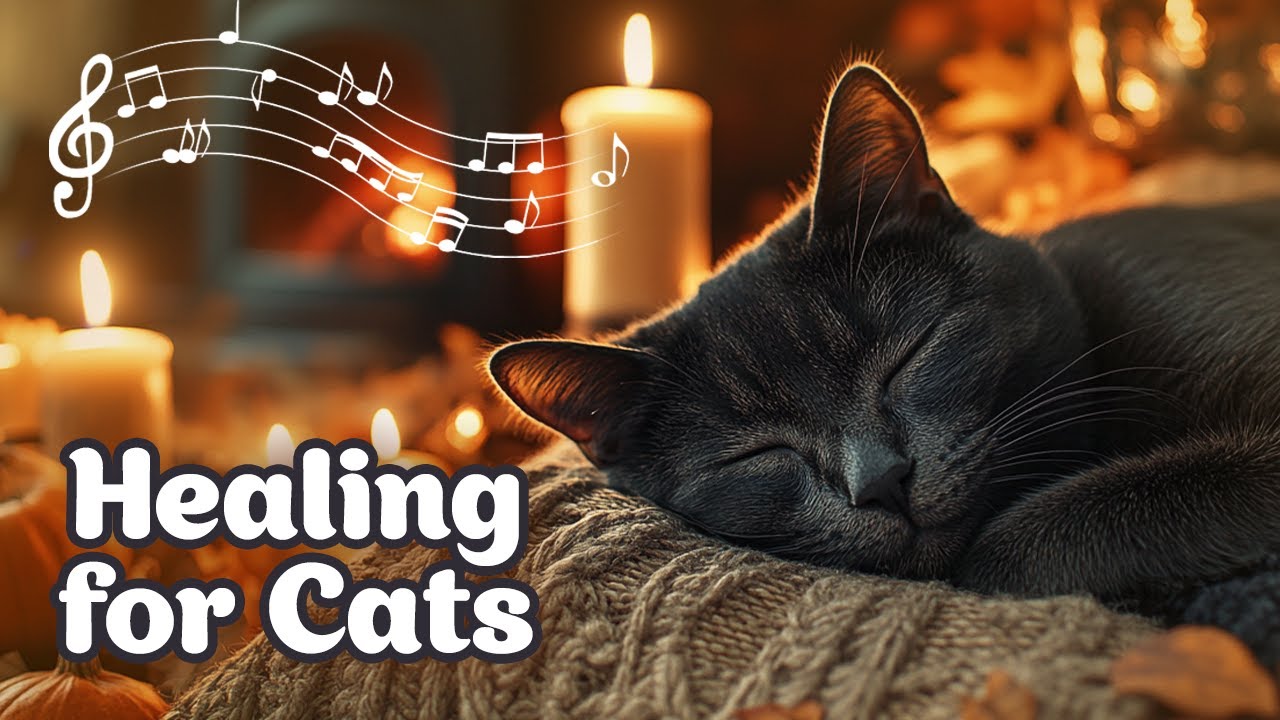 Healing Cat Music 12 Hours Of Soothing Ambience For Stress Relief ...