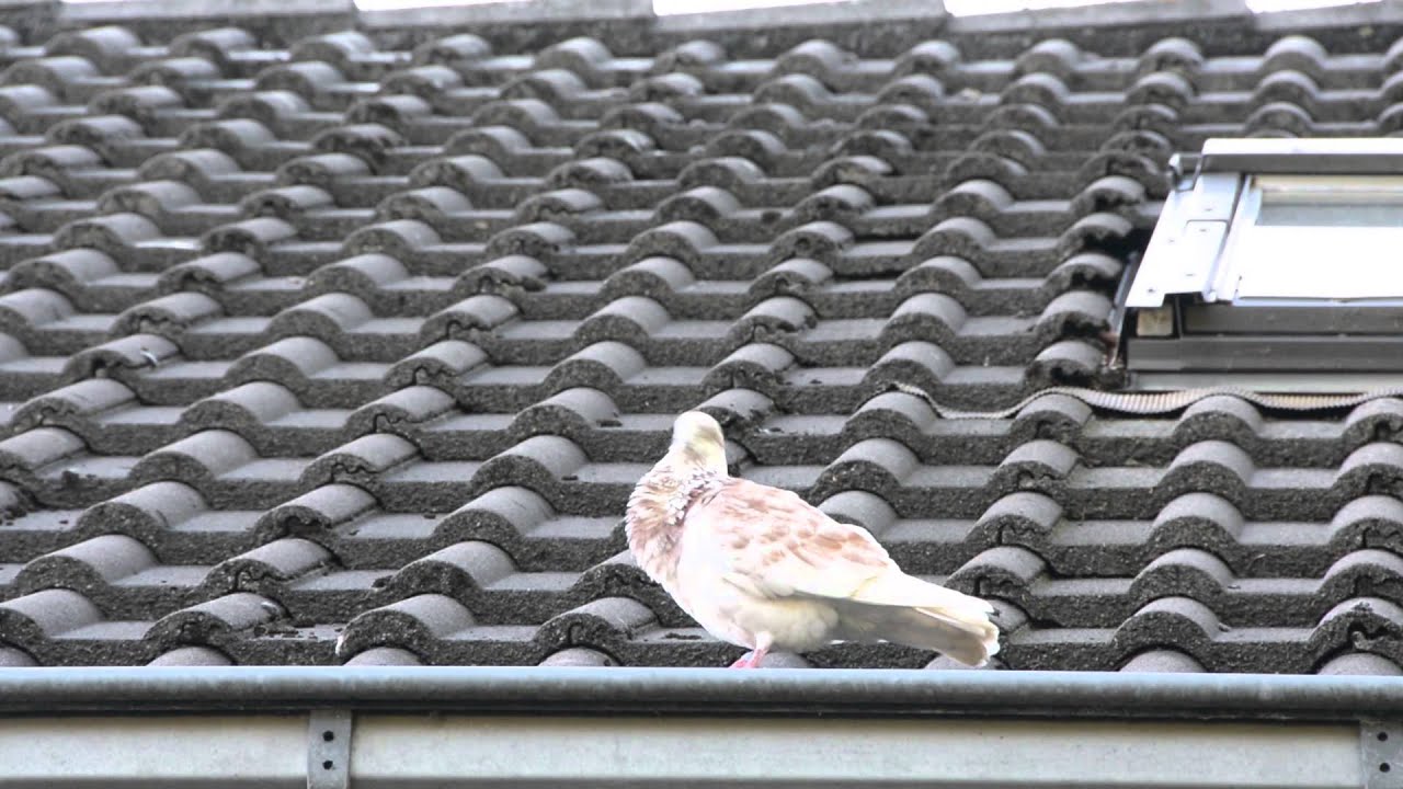 de gasten, de tilduiven 3 augustus 2013 - YouTube