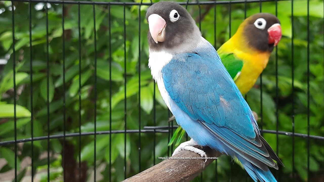 Lovebird Chirping Sounds Seven Hours - Blue Personata & Green Personata ...
