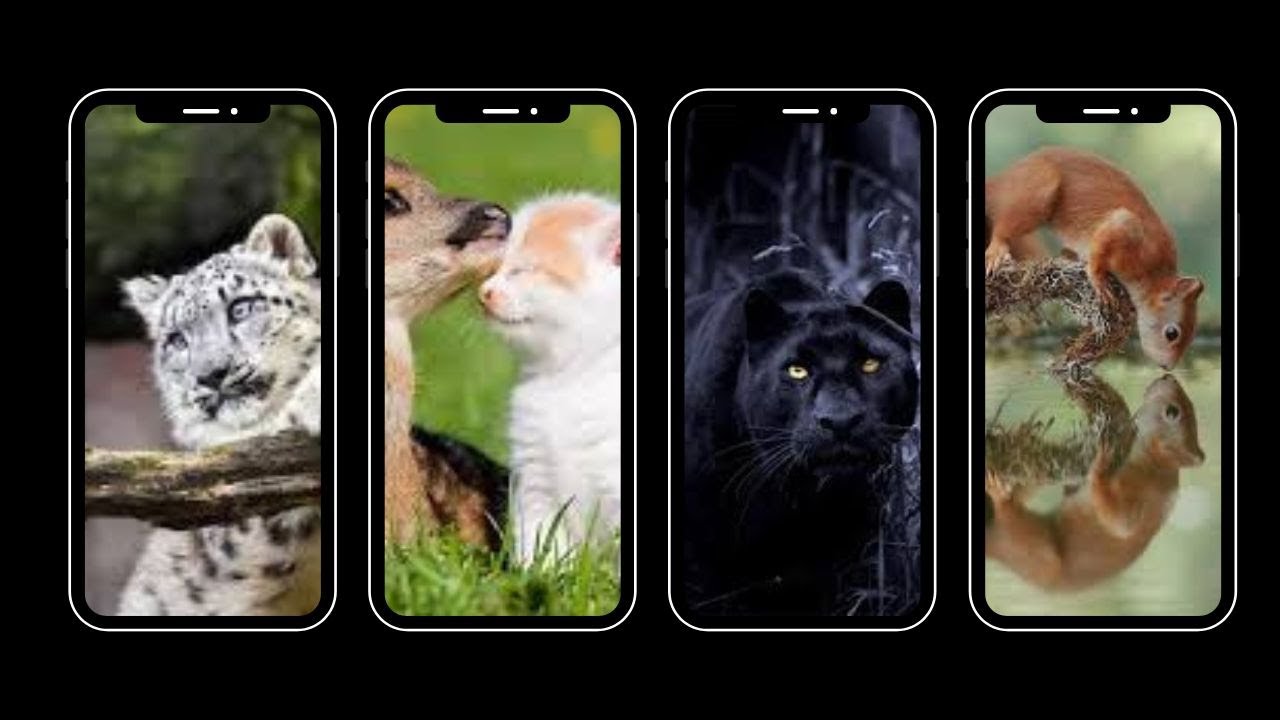 Best animals edits and sounds | fresh compilation - YouTube