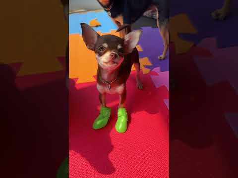 POLENTA DE MENINA DA BOTA!