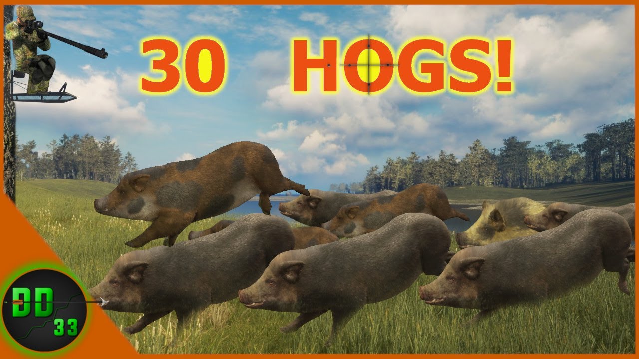 I've Never Seen So Many HOGS!! Call Of The Wild - YouTube