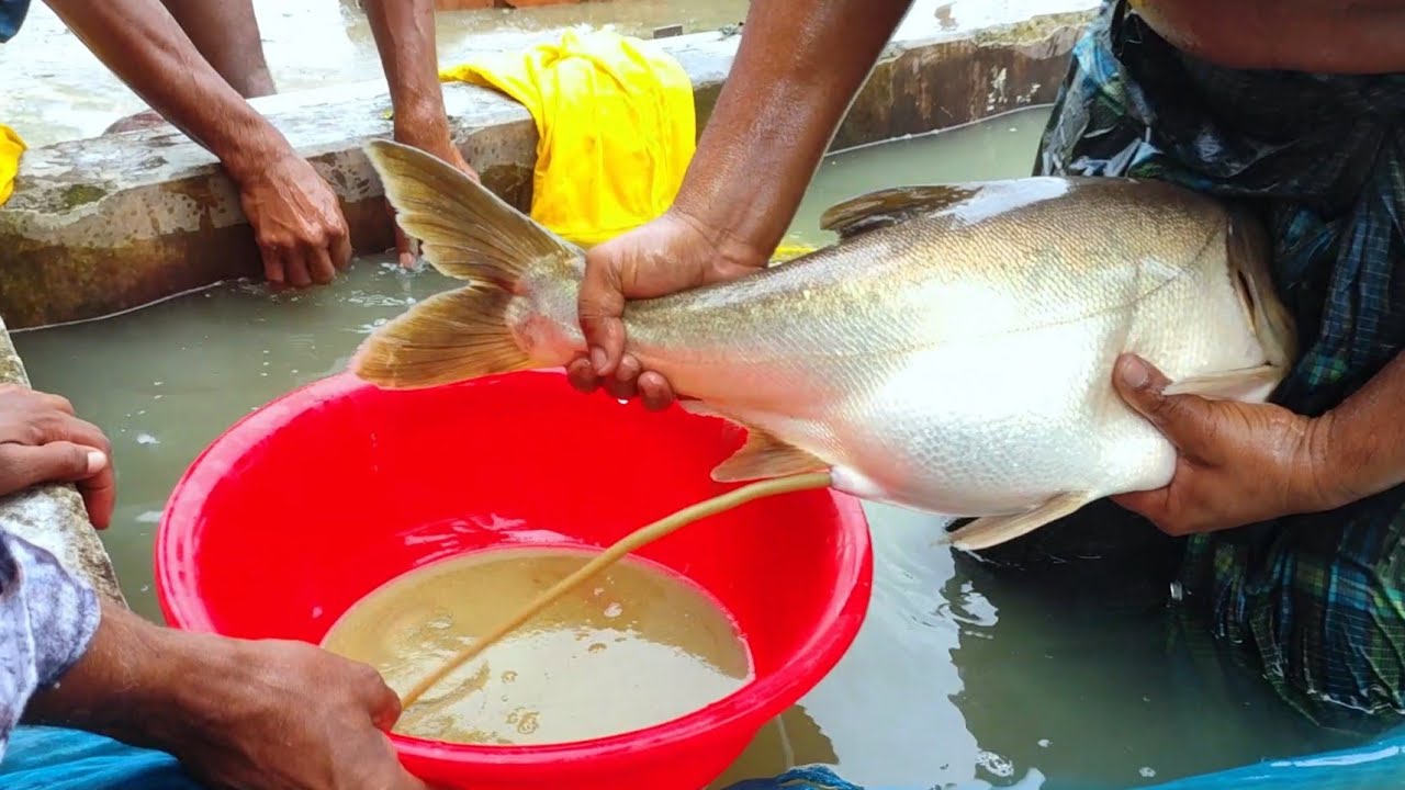 Fish Breeding Hatchery | Big Bighead Fish Eggs Hatching Techniques ...