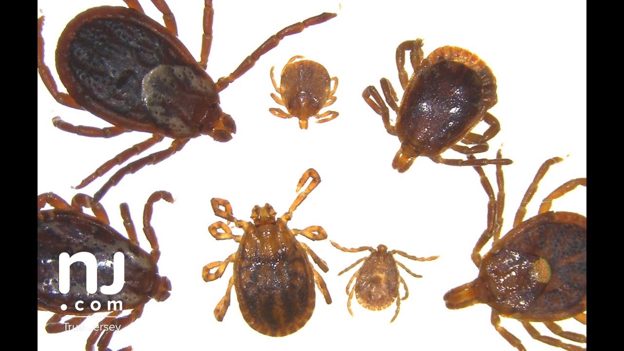 Keep your family safe from ticks this summer with these tips - YouTube