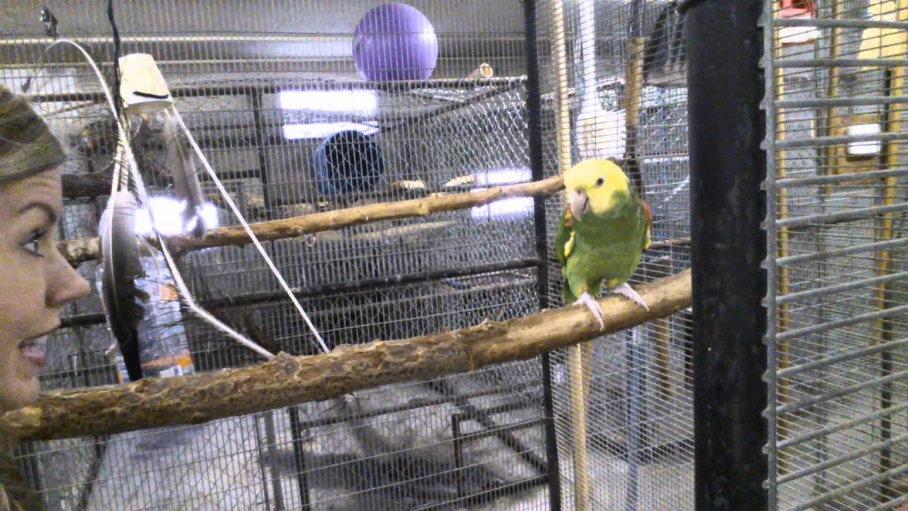 Amazon parrot Simba starts target training - YouTube