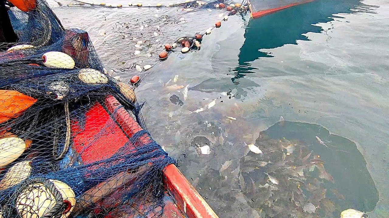Begini Proses Labuh Pukat di Rumpon Dangkal - YouTube