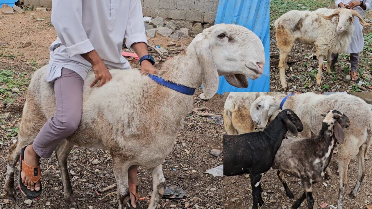 goat huntal big size number one quality Guntur in hyderabad... - YouTube