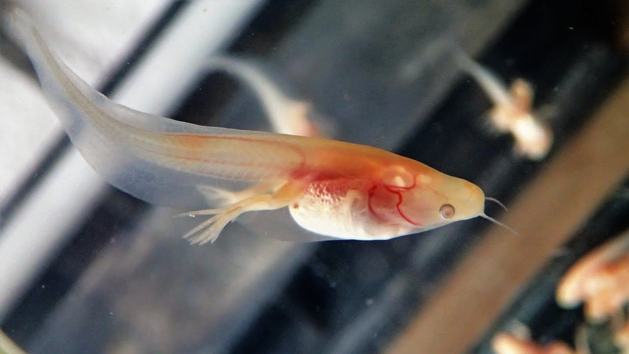 African Clawed Frogs Stage 3: The Limbs Start to Grow (Xenopus laevis ...