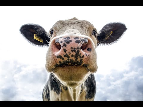 Sessiz Kahramanlar | İneklerin Gizemli Dünyası