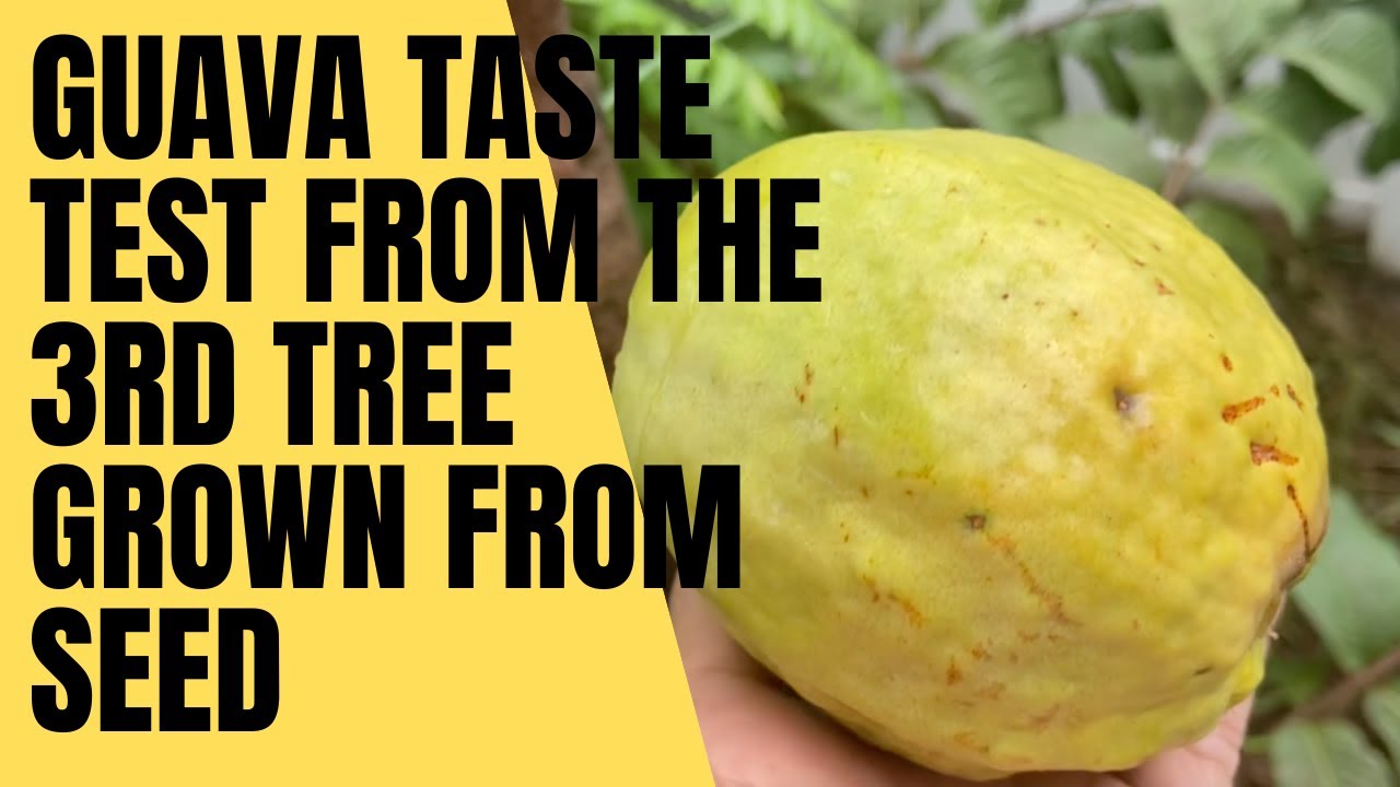 Guava Taste Test From The 3rd Tree Grown From Seed | Florida Food ...