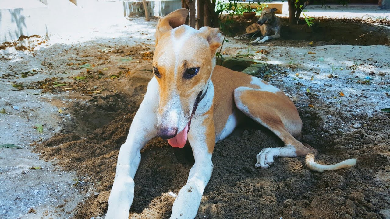 Shekari Kutta | Best Hunter dog | For Sale In Punjab | - YouTube
