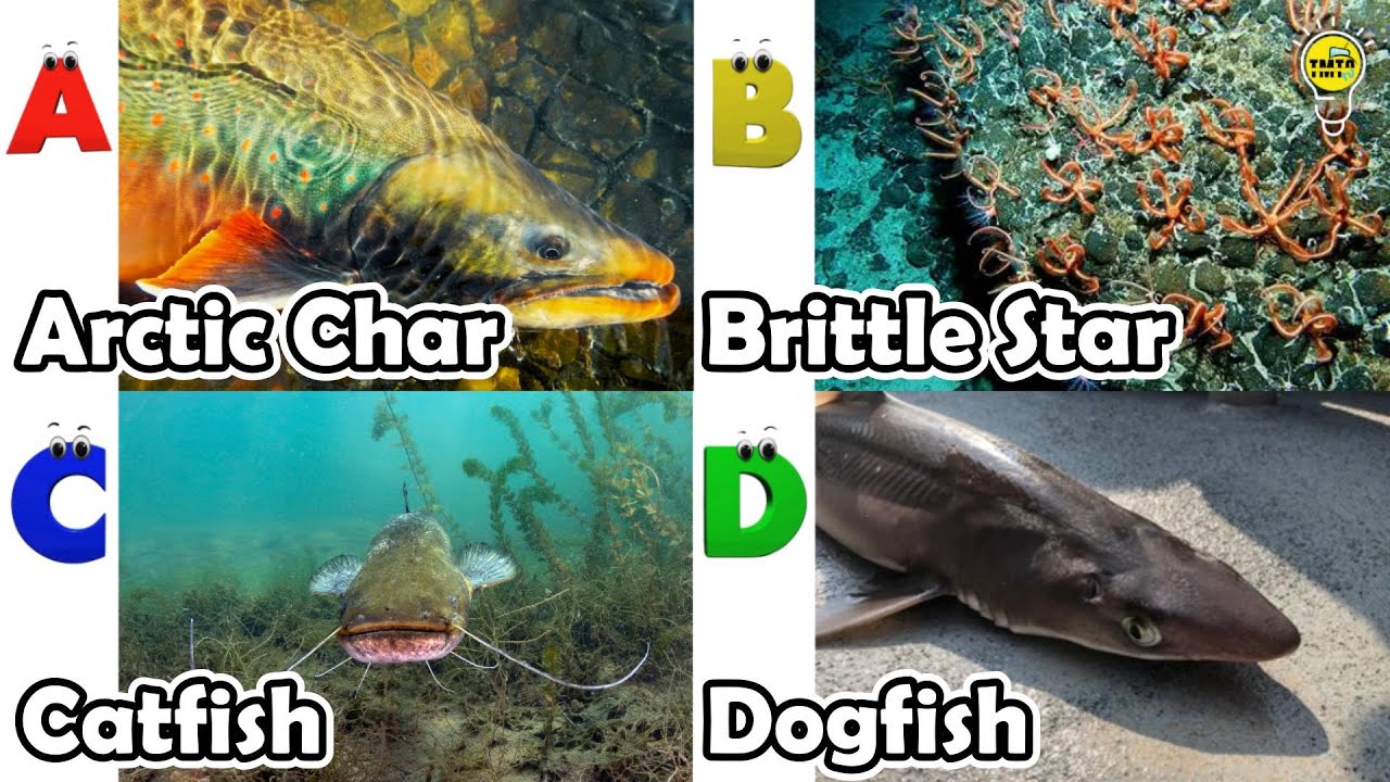 Cute ocean animals | ABC phonics animals | ABC Sea Animals song ...