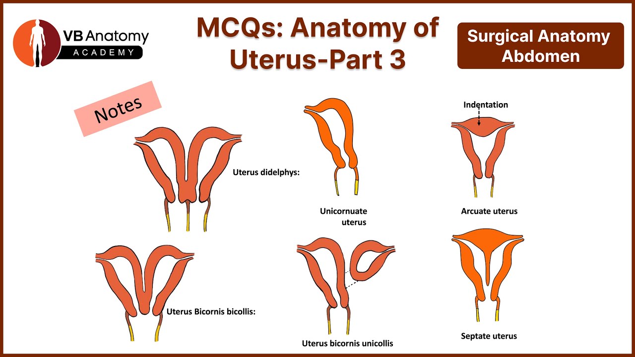 Female reproductive system-Uterus Anatomy MCQs-Part 3/3 Development ...