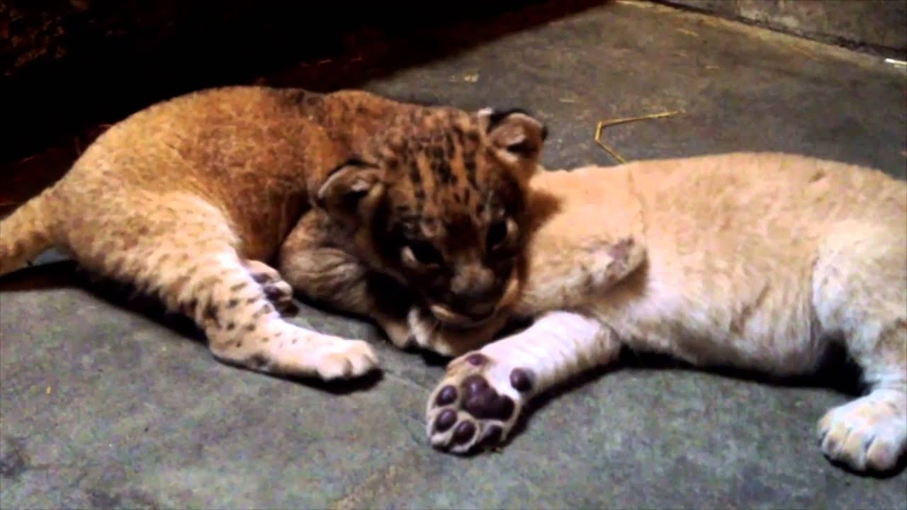 Lion Cubs Snuggle and Play - Cincinnati Zoo - YouTube