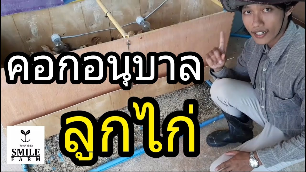 วิธีอนุบาลลูกไก่ แรกเกิดถึง4สัปดาห์ : SMILE FARM - YouTube