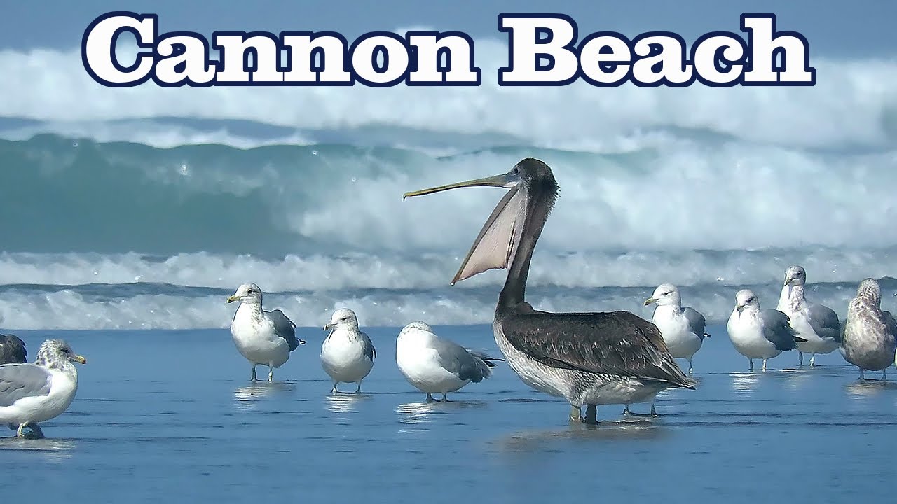 Brown Pelicans at Cannon Beach, Oregon - YouTube