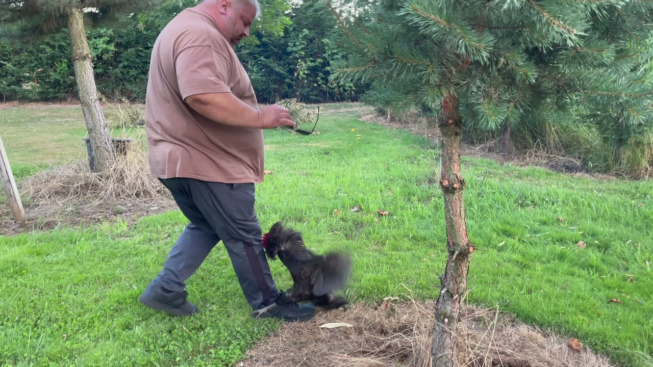 Attacking Rooster vs Human Angry Rooster Incredible! Defends His flock ...