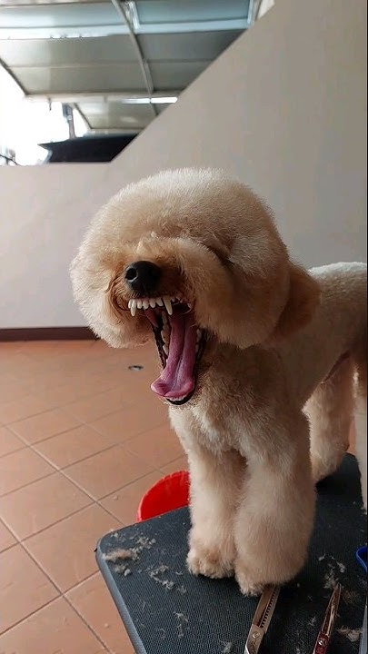 membuat muka anjing jadi boneka - YouTube