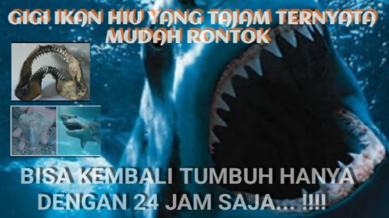 gigi ikan hiu yang tajam ternyata mudah rontok - YouTube