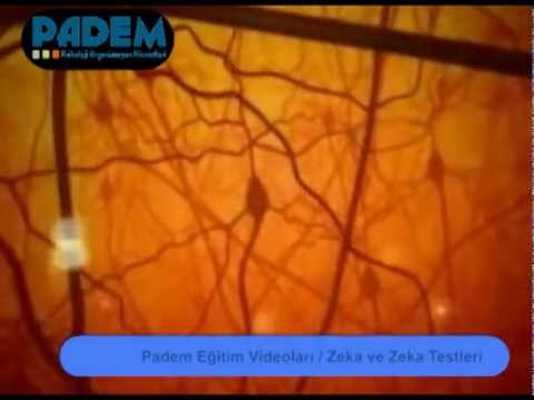 Hangi Yaşta Hangi Zeka Testi Uygulanmalıdır?