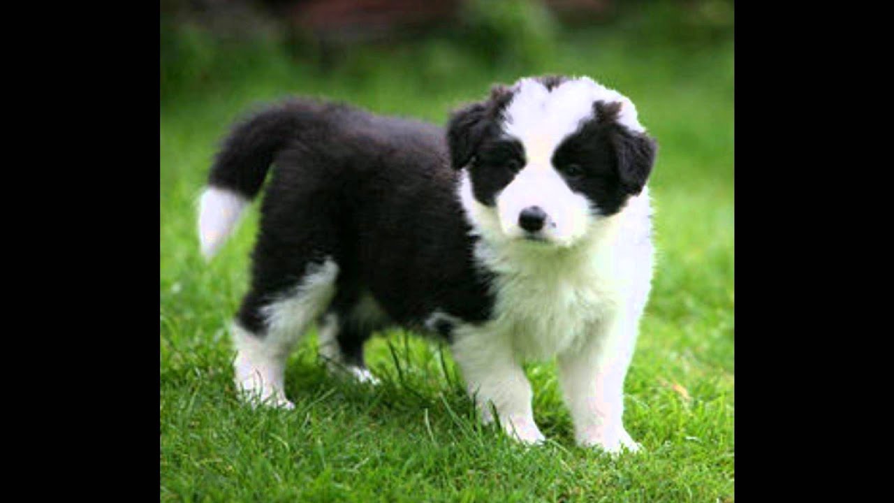 moshi puppies - YouTube