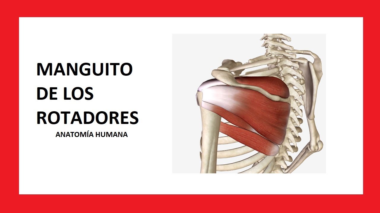 Músculos del MANGUITO DE LOS ROTADORES - Anatomía Humana - YouTube