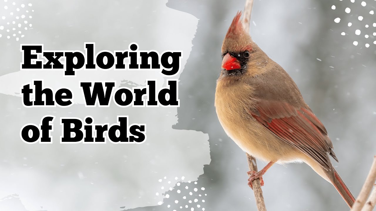Exploring the World of Birds #adventureforkids #animalnames #birdsounds ...