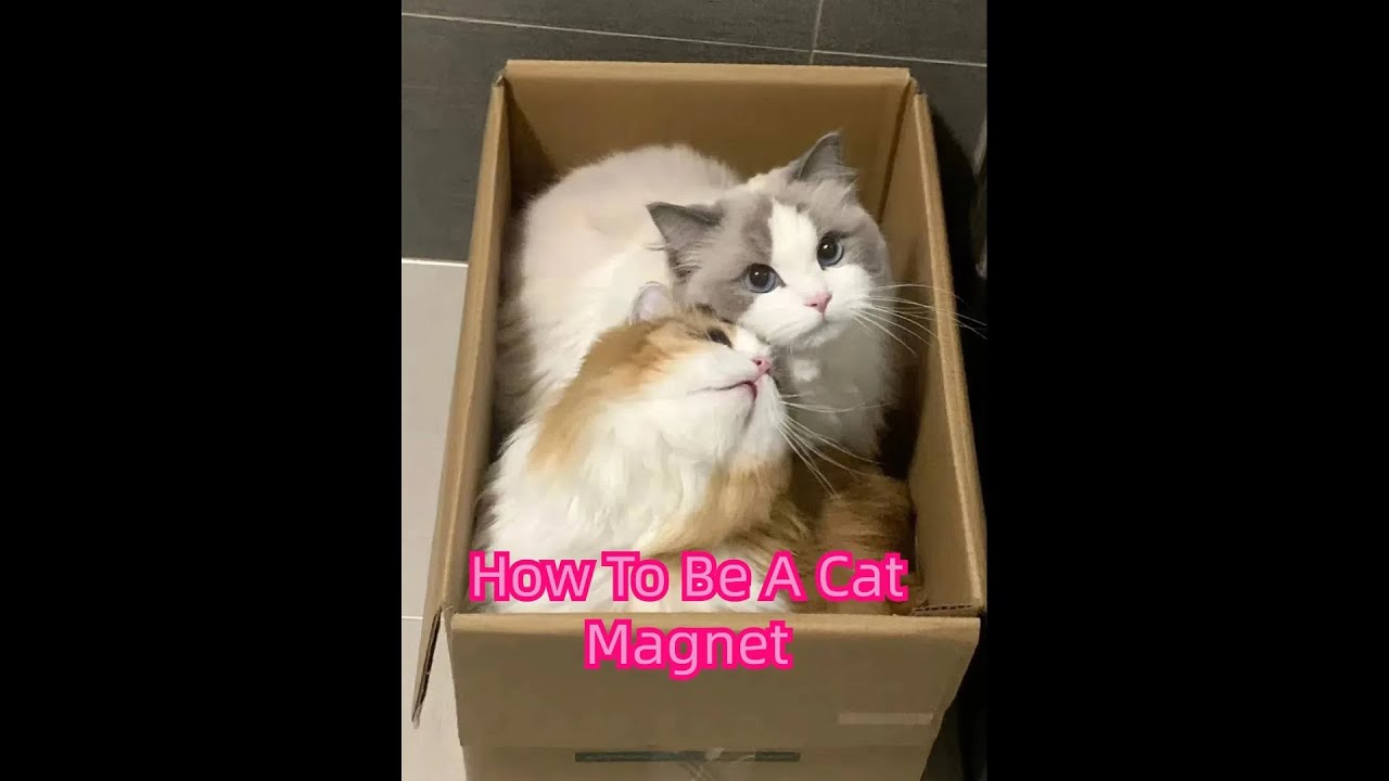 How To Be A Cat Magnet 😸🧲 - YouTube
