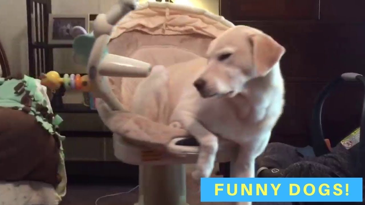 Cute and Funny Dog Videos - Dogs Being Dogs - YouTube