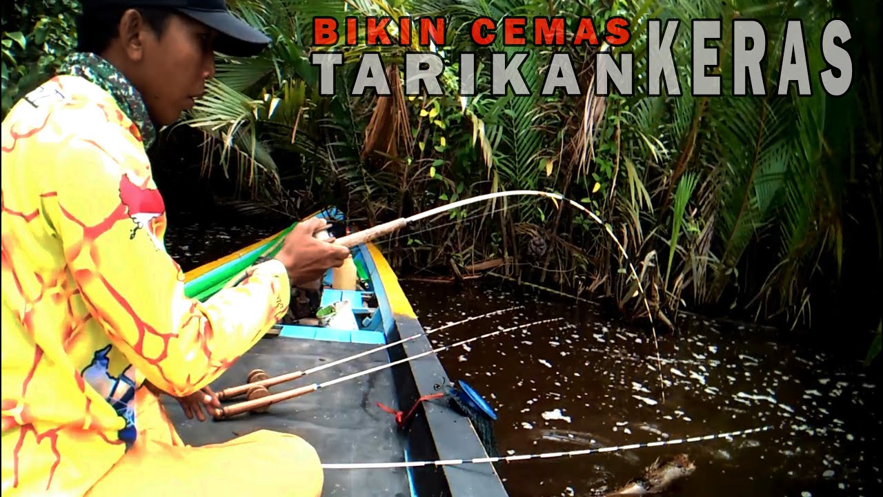 Bikin cemas, ditarik sampai ke akar.. Mancing udang galah terbaru ...