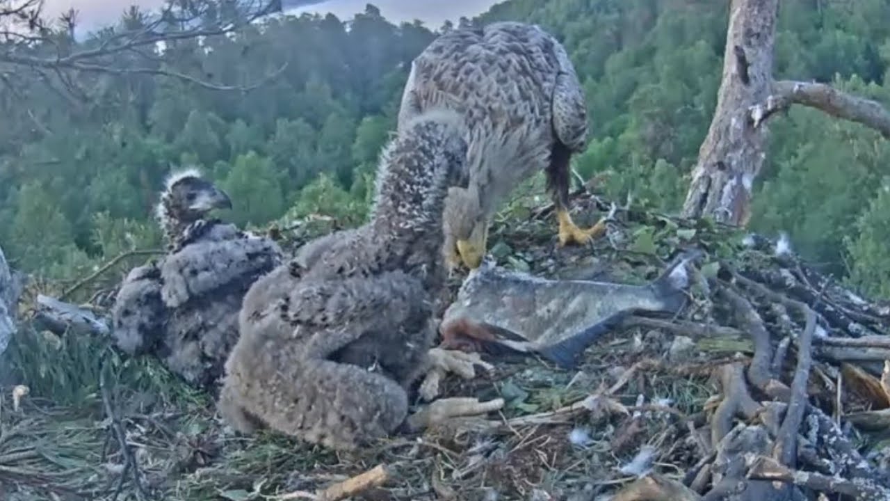 White-tailed eagles | Big headless fish in breakfast for both eaglets ...