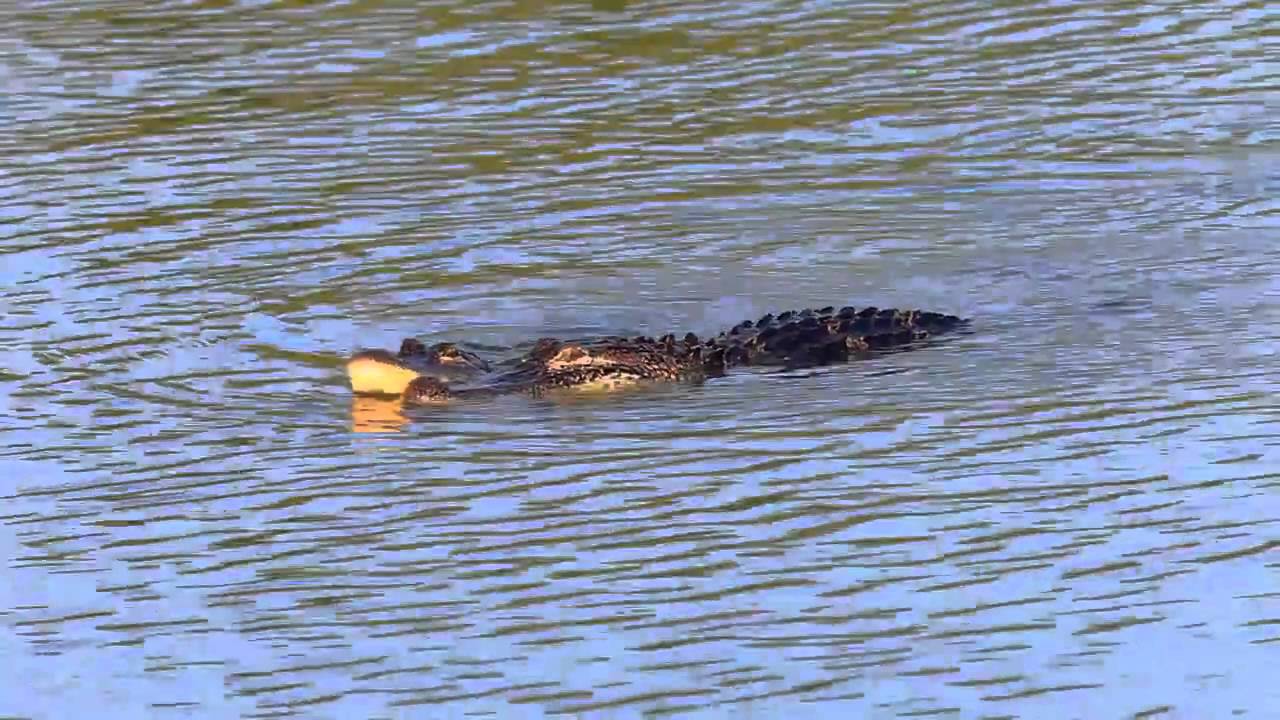 Gator Love - YouTube