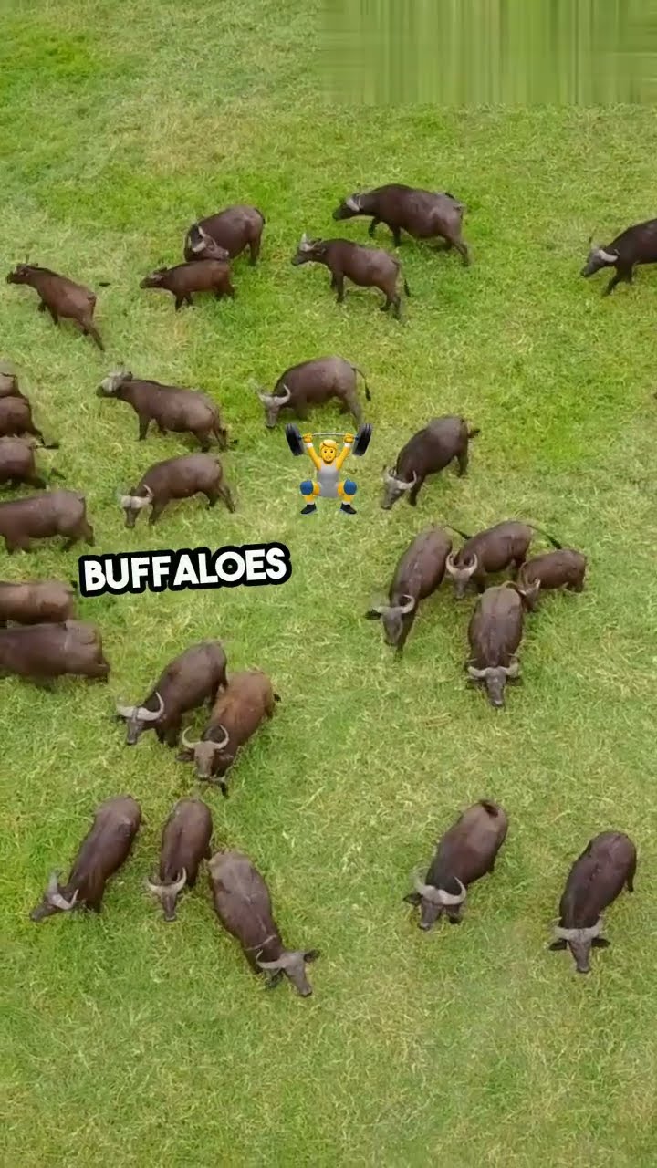 Mind Blowing Buffalo Facts You Didn't Know! - YouTube