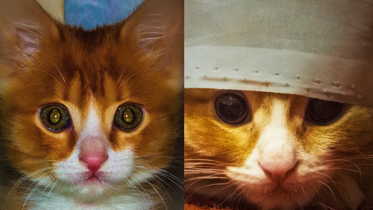 Cute kitten fun plays - YouTube