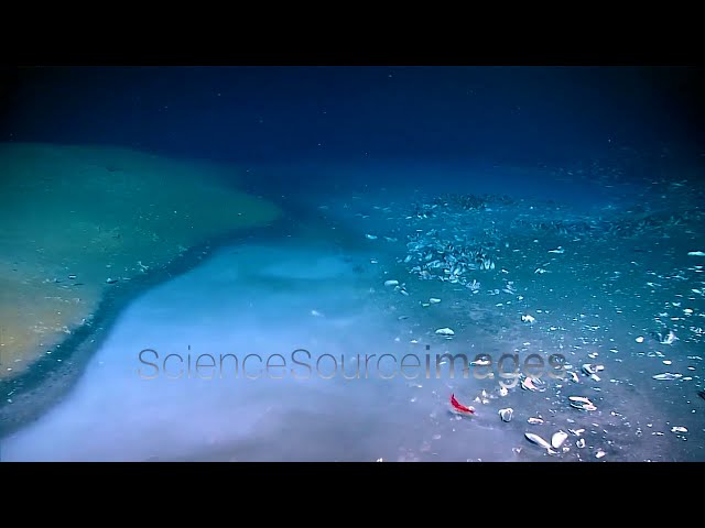 Brine Pools Ocean Floor