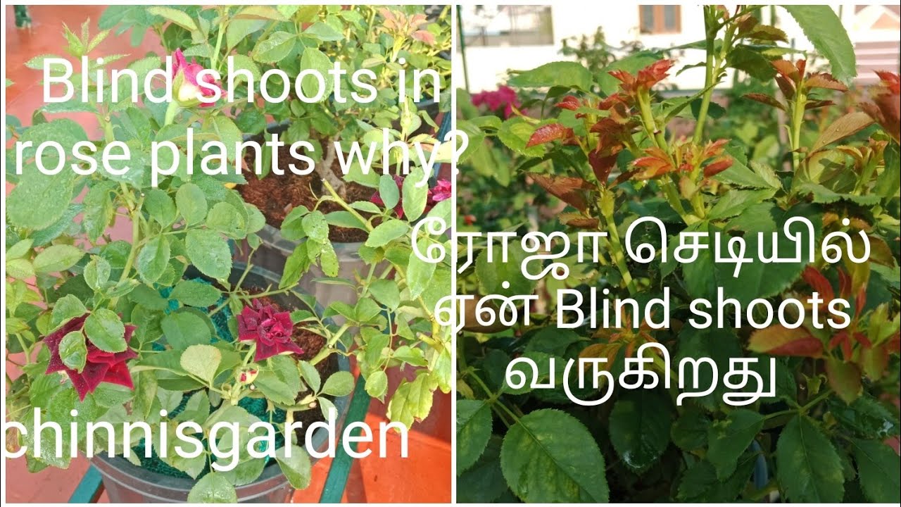 Blind shoots in rose plants solution reason ரோஜா செடியில் Blind shoots ...