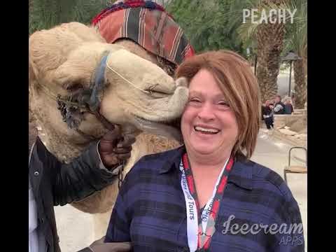 Camel Love Humans - 2021 Funny camel Completion - Latest Camel Videos ...
