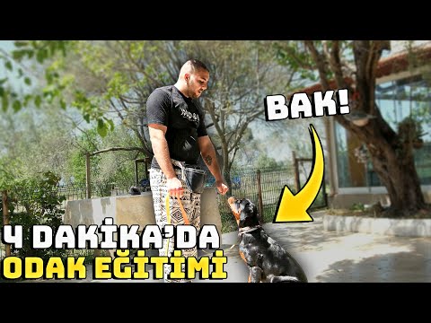 Köpeğe 4 Dakika'da Odak Eğitimi! (Yavru Rottweiler Eğitimi!)