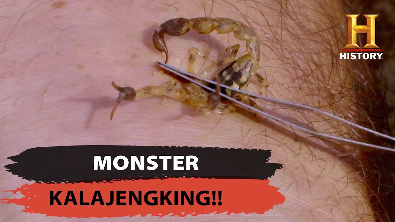 Lebih Gila! Petualangan Digigit Kalajengking Berbisa | Kings of Pain ...