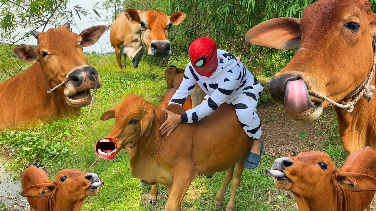 Con bò, Nhạc con bò, Con bò ăn cỏ, Nhạc bò chế , Nhạc chế con bò #conbo ...