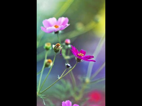 Bigo live Sexy Video