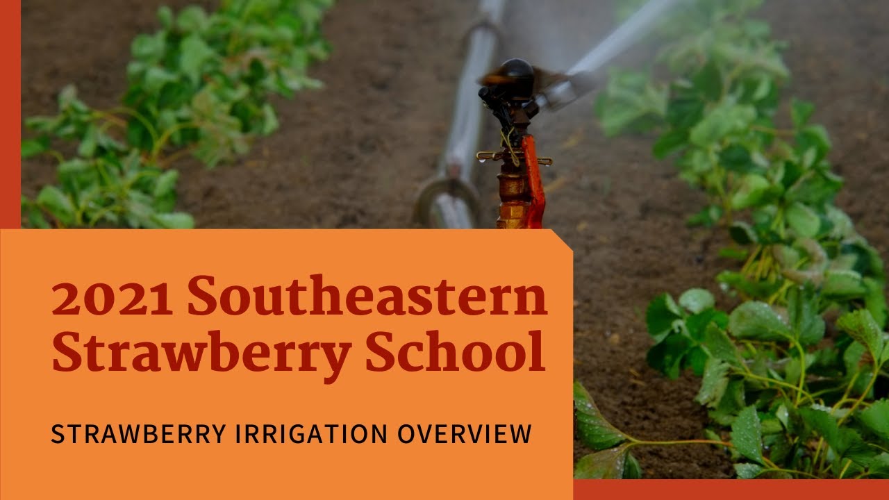 Part 1 | Strawberry Irrigation Overview - YouTube