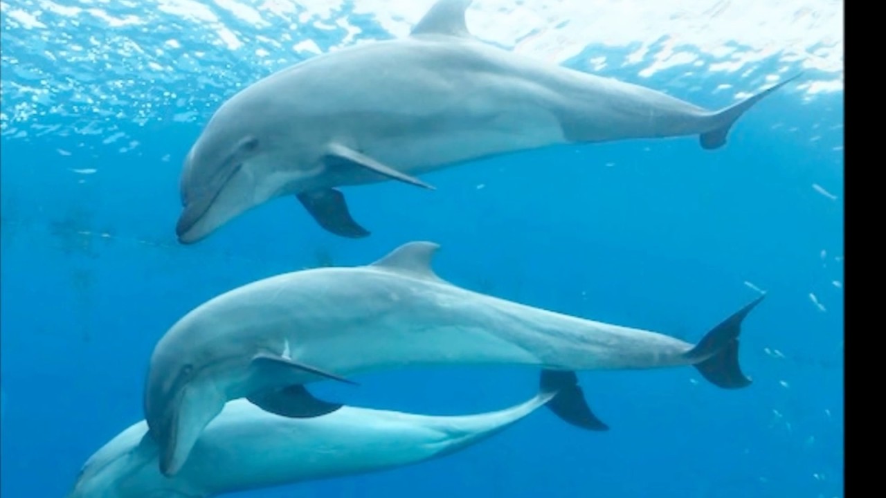 Summertime（Chromatic Harmonica） - YouTube