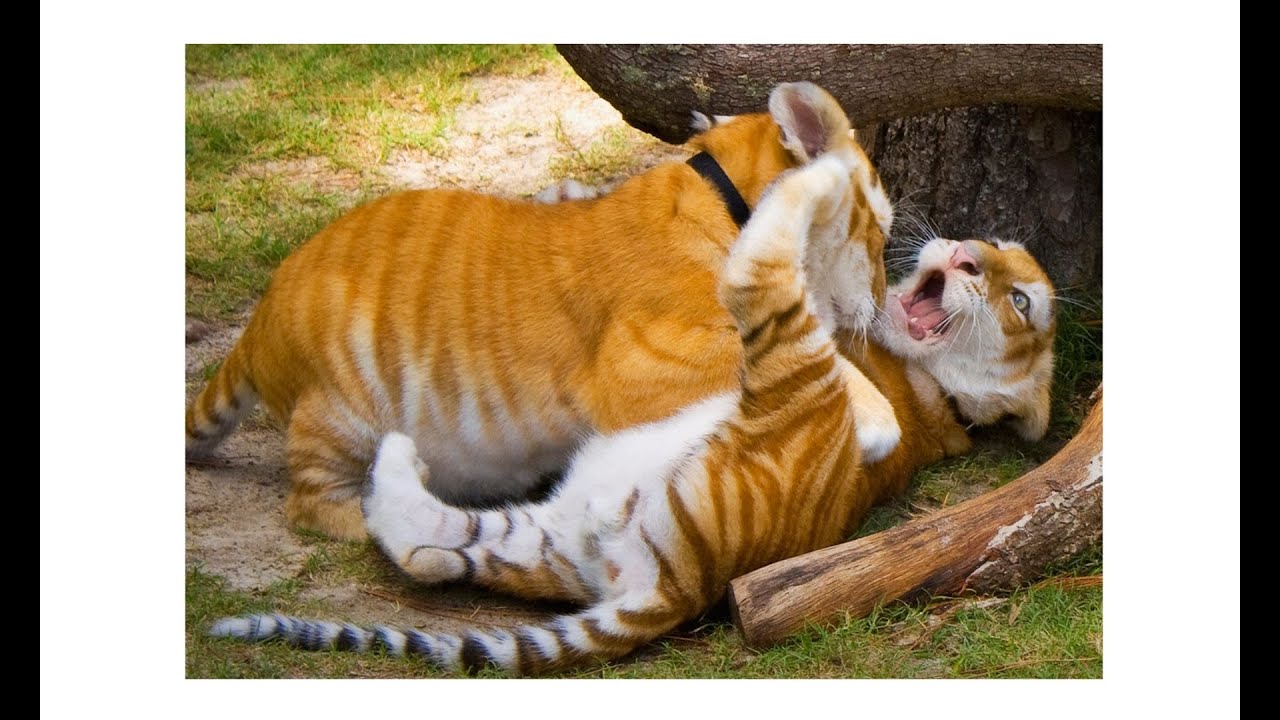 Cute Baby Tiger Cubs Playing CUTEST Compilation - YouTube