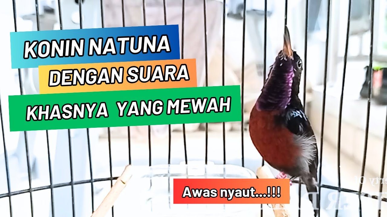 Burung Konin Natuna Dengan Suara Khasnya ⁉️ Cocok Buat Masteran ⁉️ ...